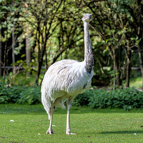 Lesson 7a: Prototype Theory