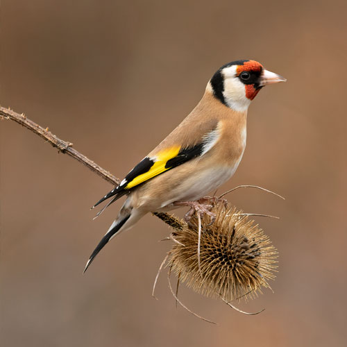 Lesson 7a: Prototype Theory