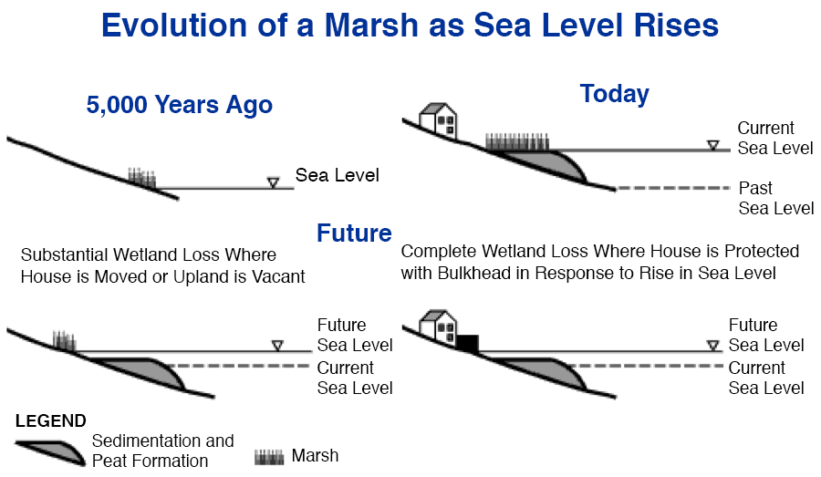 6e. Sea-level Rise and "Coastal Squeeze"